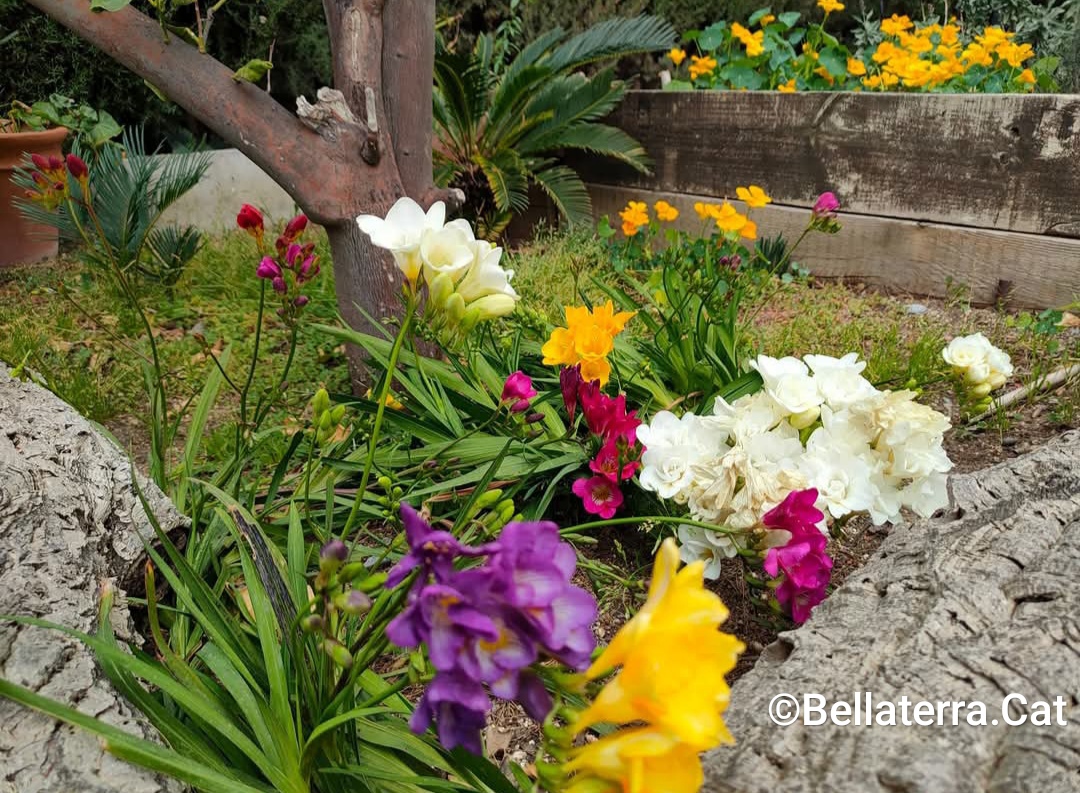 TEMPS DE FLORS A BELLATERRA | BELLATERRA.CAT